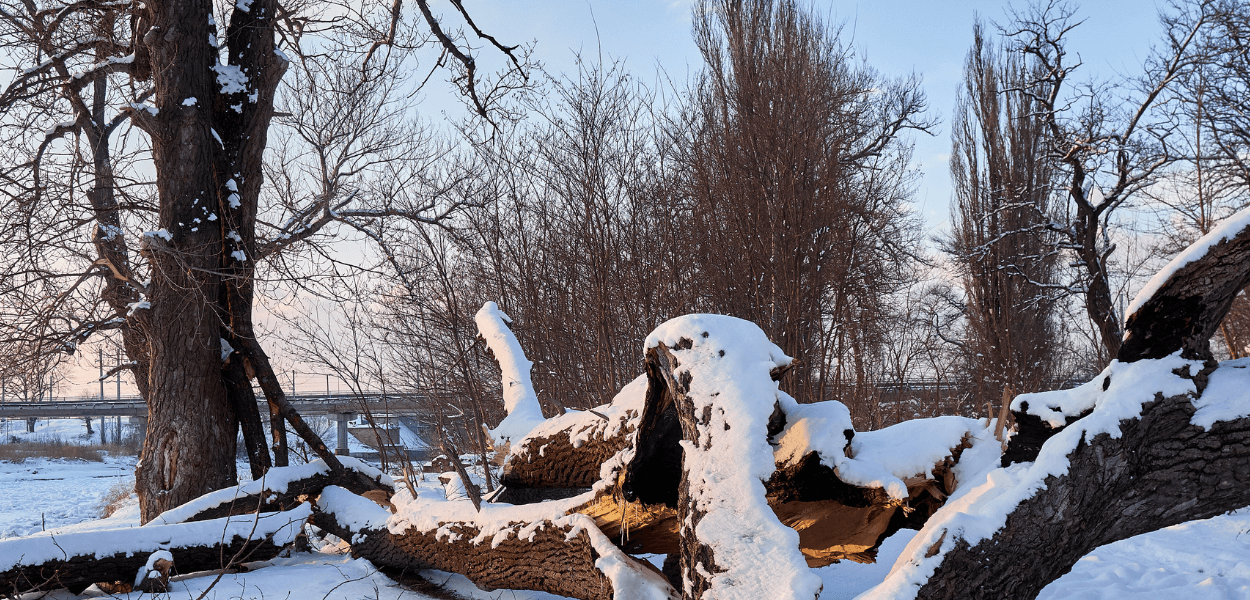 Save Your Trees After Winter Storm Damage - Arbor Leaf Tree Care